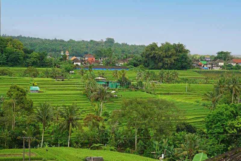 Balinese Rice Field in the Morning Stock Photo - Image of green ...
