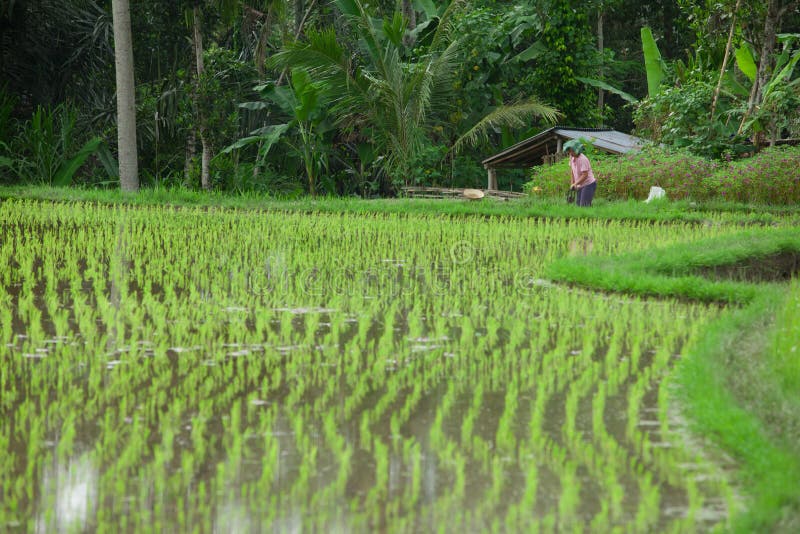Balinese rice fields editorial stock photo. Image of pattern - 23441138