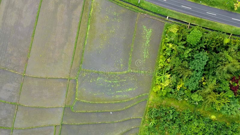 Balinese Rice Fields Drone Views Stock Video - Video of green, drone ...