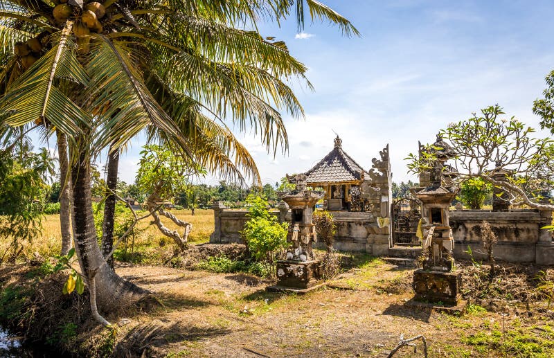 Balinese rice fields stock photo. Image of bali, grains - 136434538