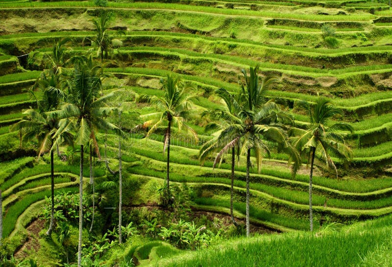 Balinese rice terrace stock photo. Image of farming, nature - 18261158