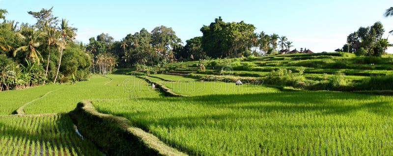Balinese Rice Terraces stock photo. Image of lush, staple - 2618846
