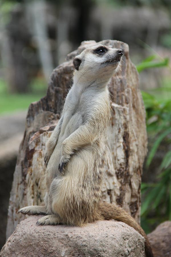 Surikat Stands on Its Hind Legs and Looks into the Distance. Sand on ...