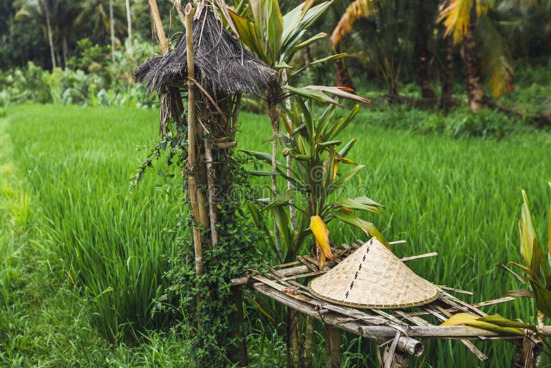 Balinese Traditional Straw Hat on Wicker Bench in Rice Field Stock ...