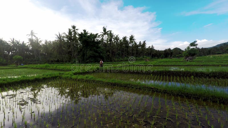 Balinese Worker, Rice Field Worker Standing in Front of Camera Stock ...