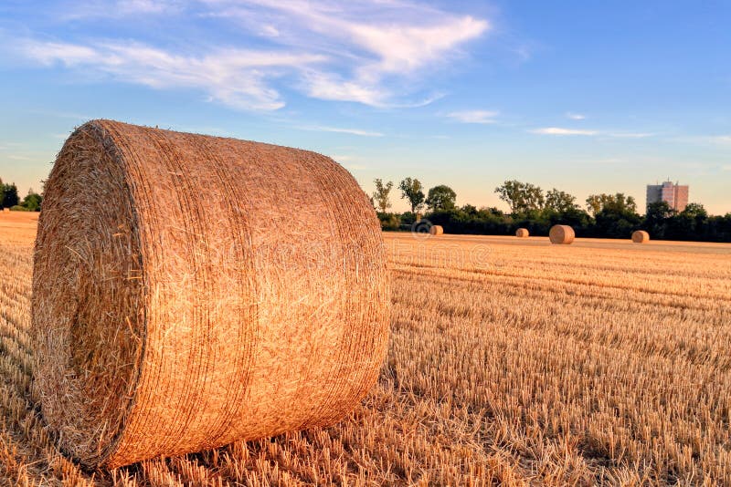 Field of Hay Bales. Harvesting at the End of the Summer. Stock Photo ...