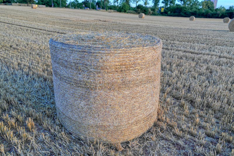 Growing, Harvesting and Baling Your Own Hay Stock Photo - Image of ...