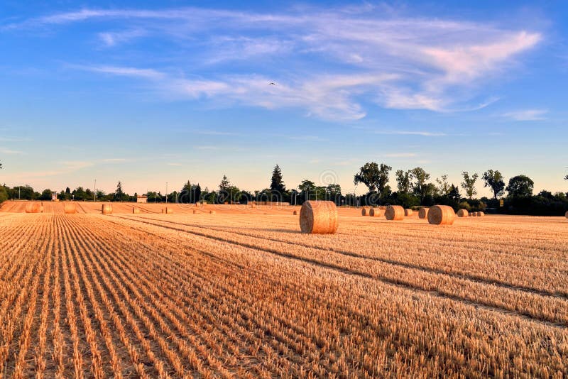 Field of Hay Bales. Harvesting at the End of the Summer. Stock Photo ...