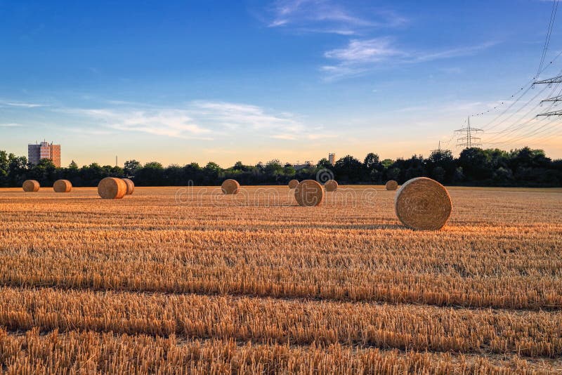 Field of Hay Bales. Harvesting at the End of the Summer. Stock Photo ...