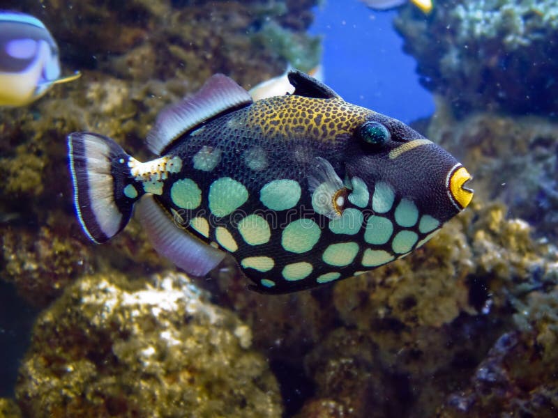 Balistidae fish closeup stock photo. Image of ocean, spotty - 8783492
