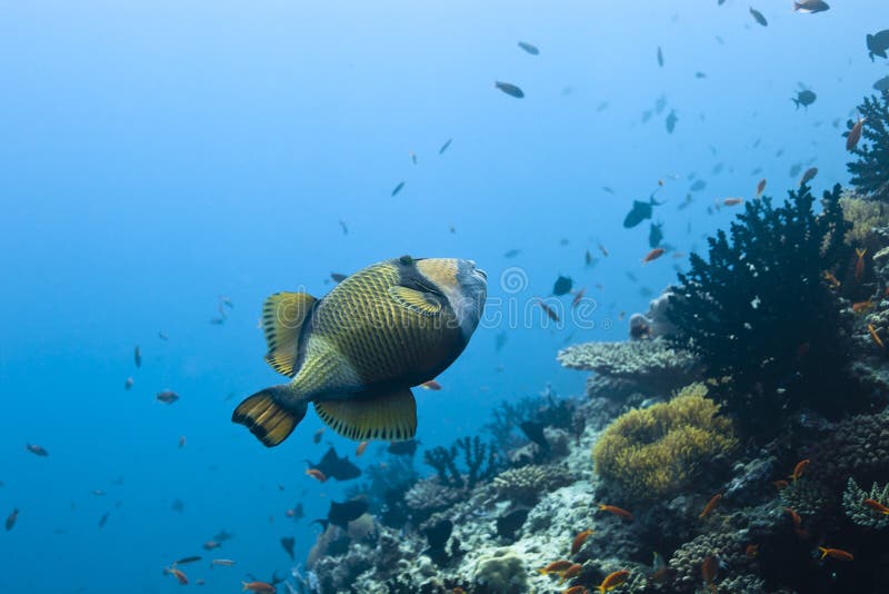 Balistidae triggerfish stock photo. Image of vacation - 25215338