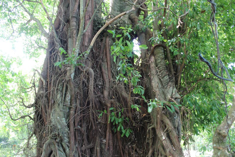 Balite-Baum stockfoto. Bild von umgebung, markierung - 52086188