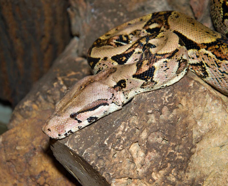 Ball Python stock photo. Image of pattern, conservation - 38841824