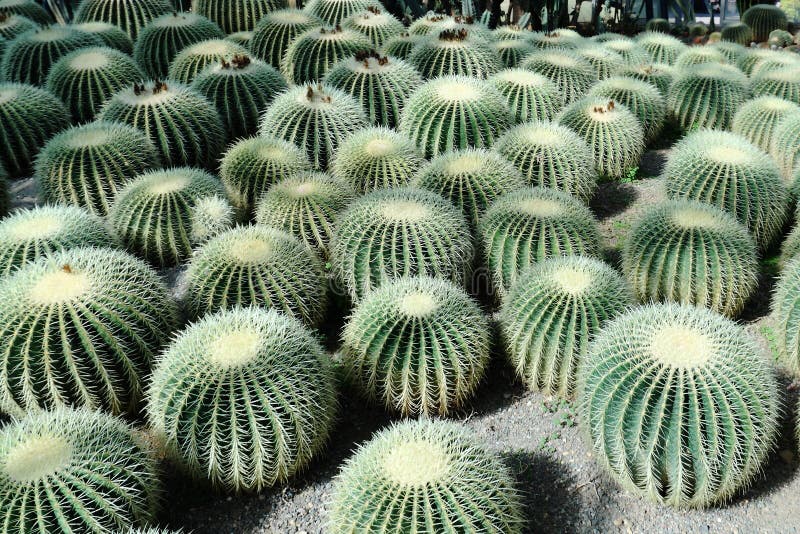 Ball cacti stock photo. Image of cactus, yunnan, arboretum - 11103656