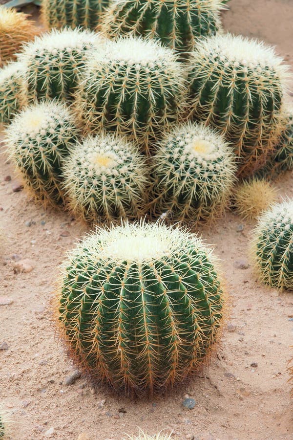 Ball cactus stock photo. Image of succulentplant, ball - 59062856