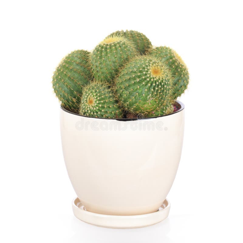 Ball cactus stock image. Image of sting, nature, shot - 53033723