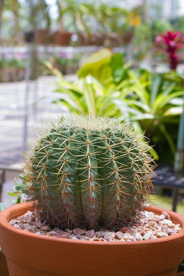 Ball cactus in flower pot stock photo. Image of golden - 54661084