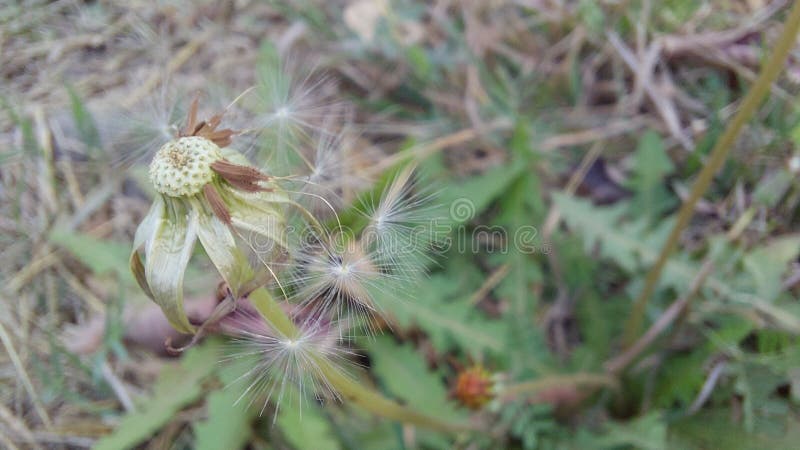 Ball Flower Seeds Spreading Out Stock Photo - Image of seed, spreading ...
