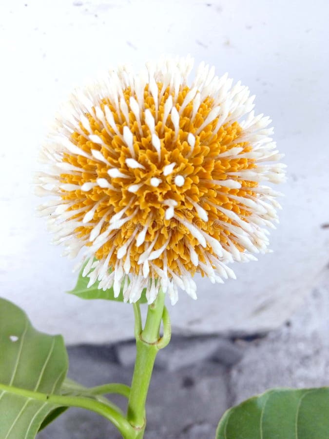 Ball flower stock photo. Image of ball, white, flower - 110830048