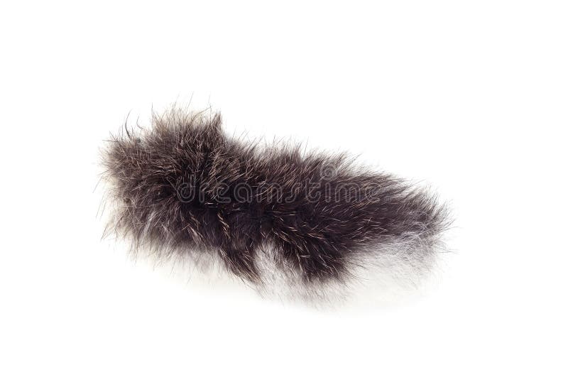 A ball of fur stock photo. Image of beauty, holiday - 217449760