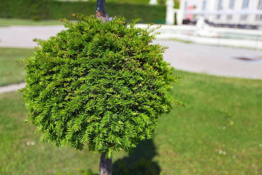Ball made of fir-tree stock photo. Image of cheerful - 32536574