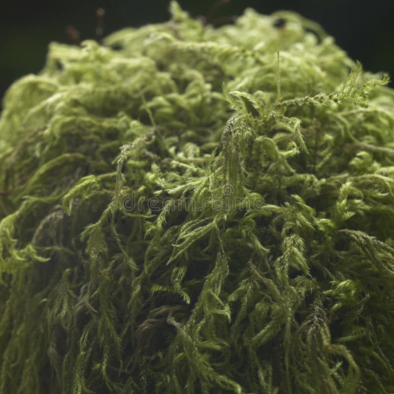 Ball of moss stock image. Image of humidity, nature, ball - 34982527