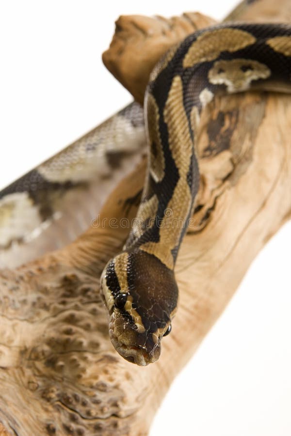 Ball Python stock photo. Image of serpent, python, blotches - 3454368