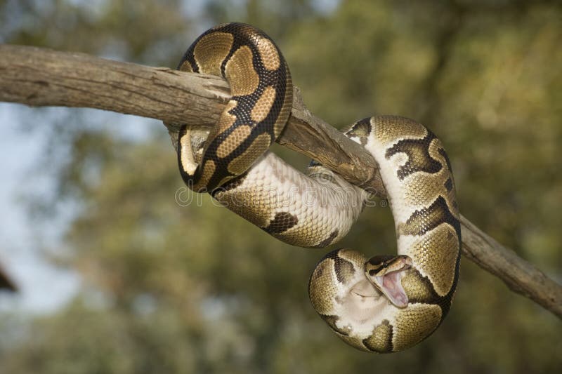 Ball Python stock photo. Image of animal, ball, snake - 5549678