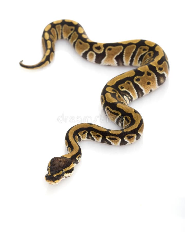 Pastave ball python stock photo. Image of python, snake - 11444260