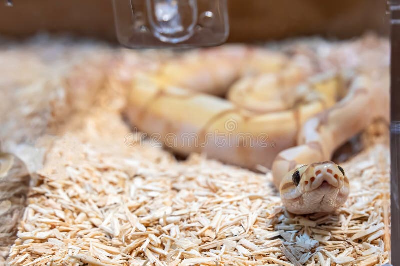 Ball python stock photo. Image of phobia, biology, python - 263450028