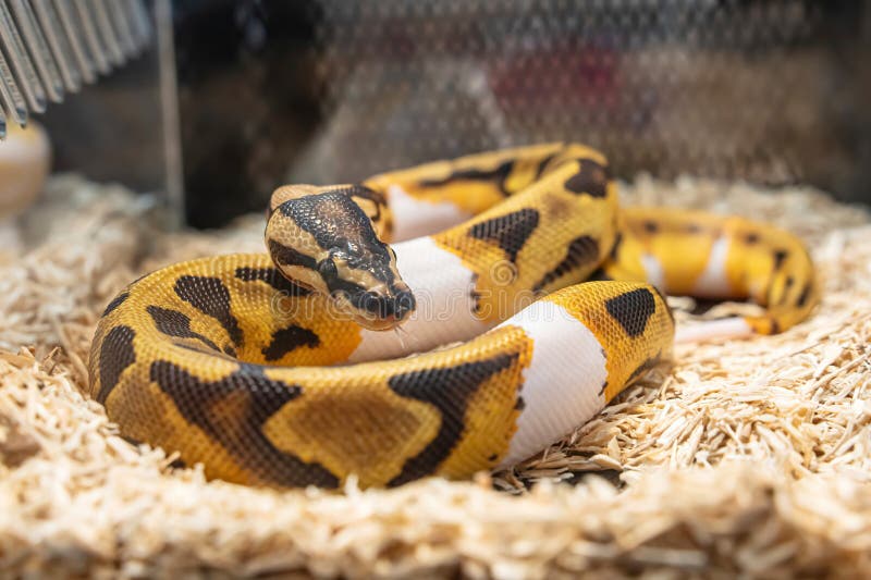 Ball python stock photo. Image of phobia, biology, python - 263450028