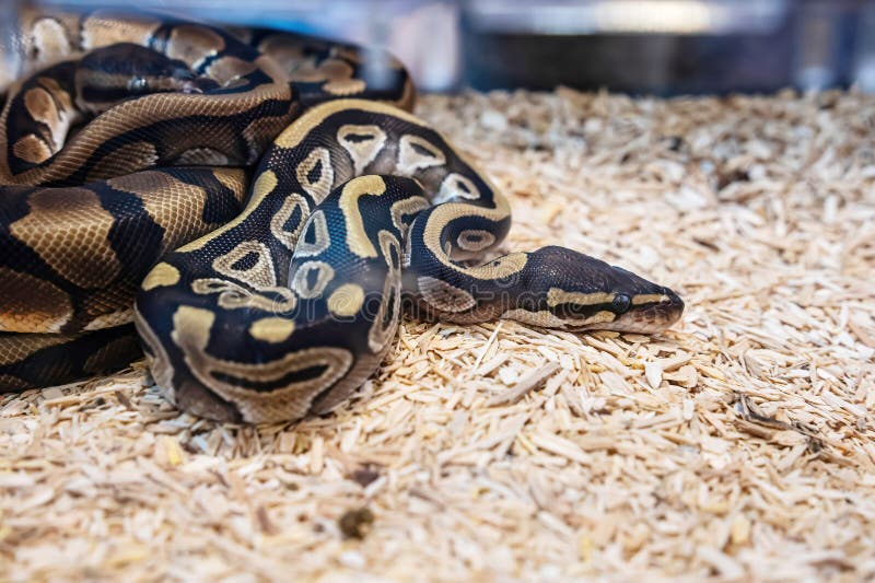 Ball python stock photo. Image of phobia, biology, python - 263450028