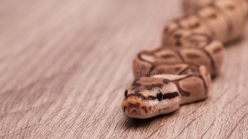 Python - Brown Snake head stock photo. Image of snake - 29667110