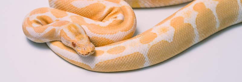 Ball Python on a Brown Wood Color. Ball Python Snake Python Regius ...