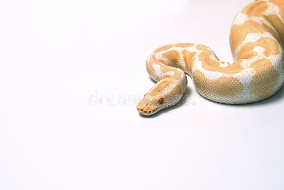 Ball Python on a Brown Wood Color. Ball Python Snake Python Regius ...