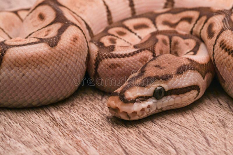 Ball Python on a Brown Wood Color. Stock Image - Image of ball, color ...