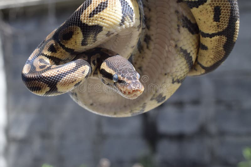 White-lipped Tree Viper. Indonesia. Stock Image - Image of viperidae ...