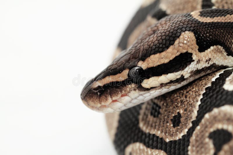 Ball Python close up stock photo. Image of pattern, exotic - 29071226