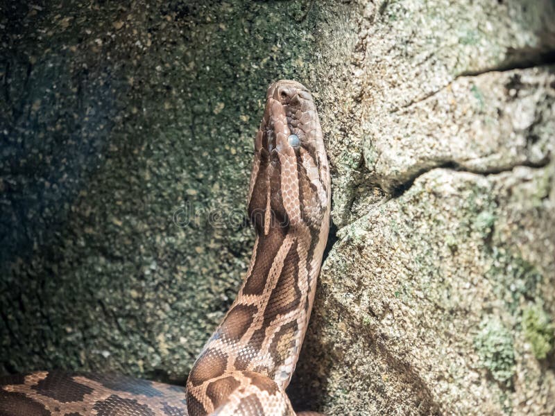Ball Python Close Up Python Regius Stock Photo - Image of constrict ...