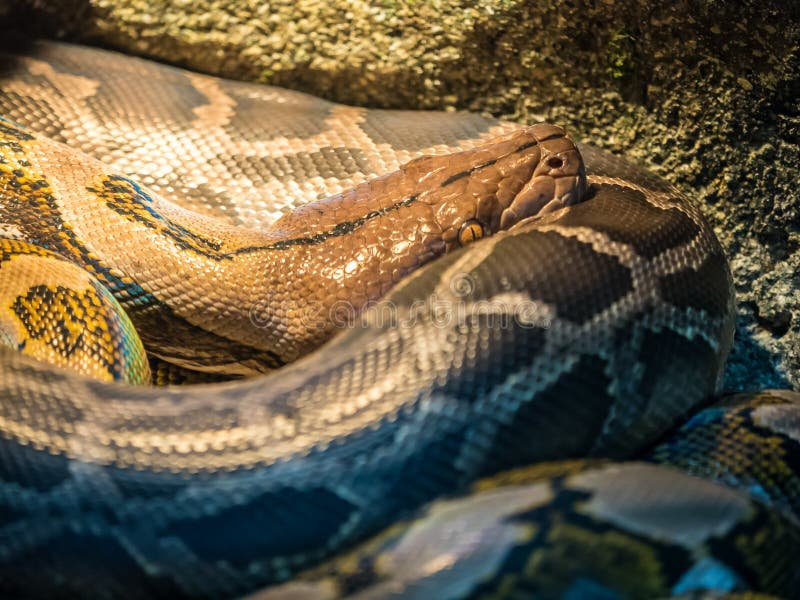 Ball Python Close Up Python Regius Stock Image - Image of blooded ...