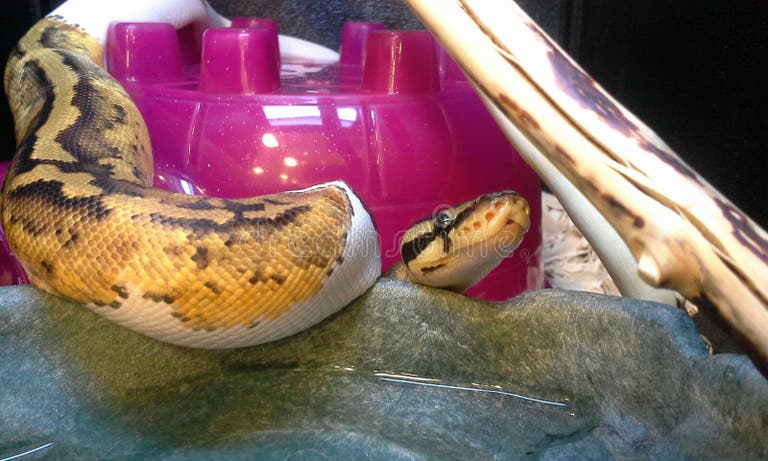 Ball Python stock photo. Image of head, python, face - 51695782