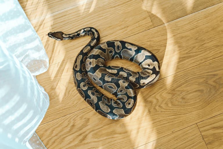 Ball Python Coiled on Wooden Floor with Curtain Stock Photo - Image of wildlife, drawing: 362763228