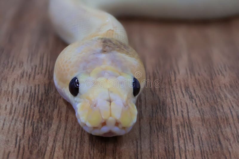 The Ball Python Coral Glow Champagne Morph Isolated on White Stock ...