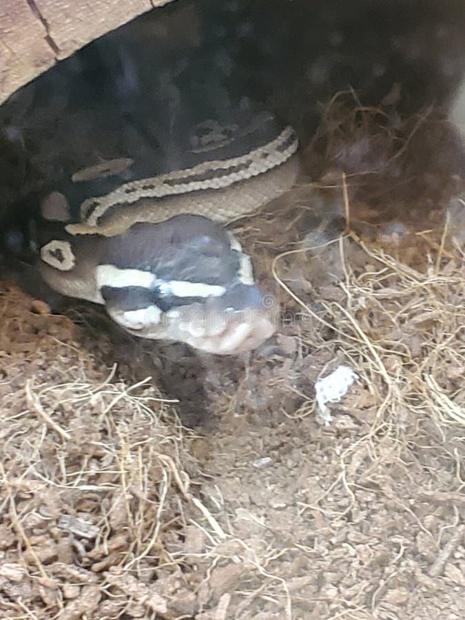Ball python in enclosure stock photo. Image of duck - 209641568