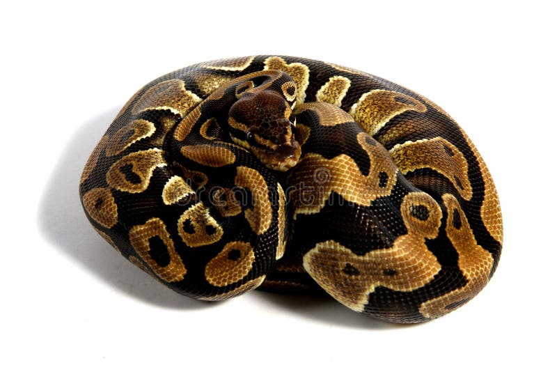 Ball python stock photo. Image of sanke, truculent, exotic - 45342430