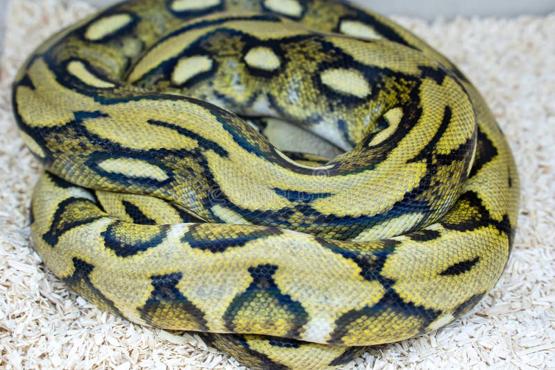 Ball python stock image. Image of snake, color, poisonous - 321885673
