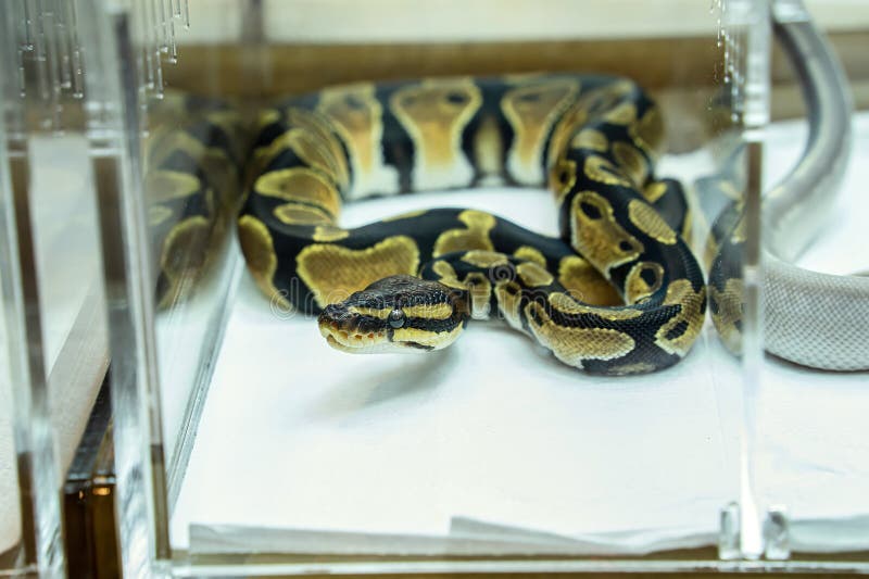 Ball python stock photo. Image of slithering, animal - 321885698