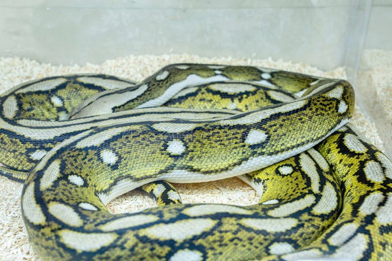 Ball python stock image. Image of biology, reptile, nature - 322160867