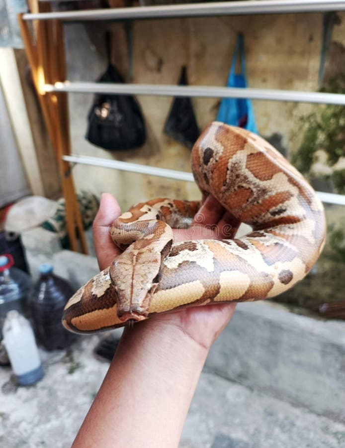 The Ball Python in the Hand (Python Regius), Which Can Be Recognized by ...
