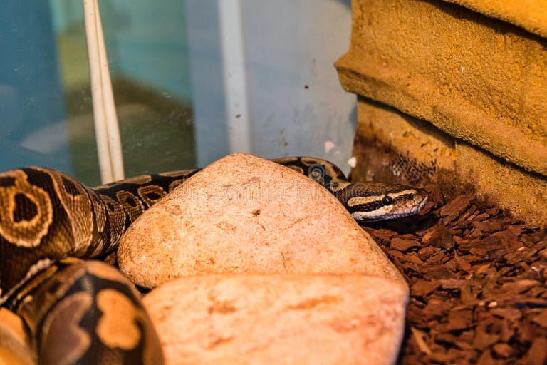 Ball Python Hiding among Rocks in Terrarium Stock Photo - Image of ...